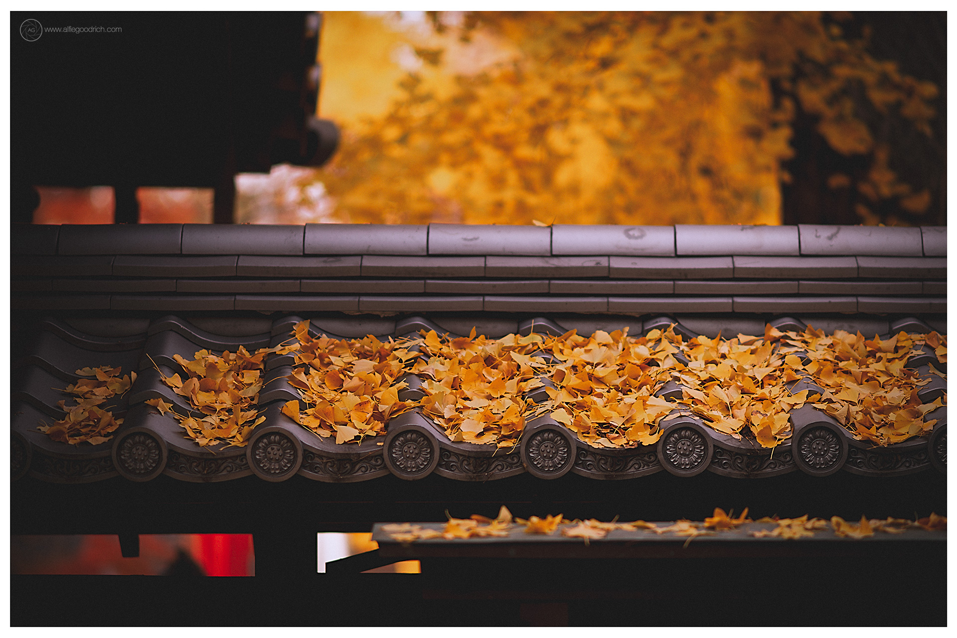 An afternoon in Todoroki, Tokyo's little patch of countryside | Japanorama