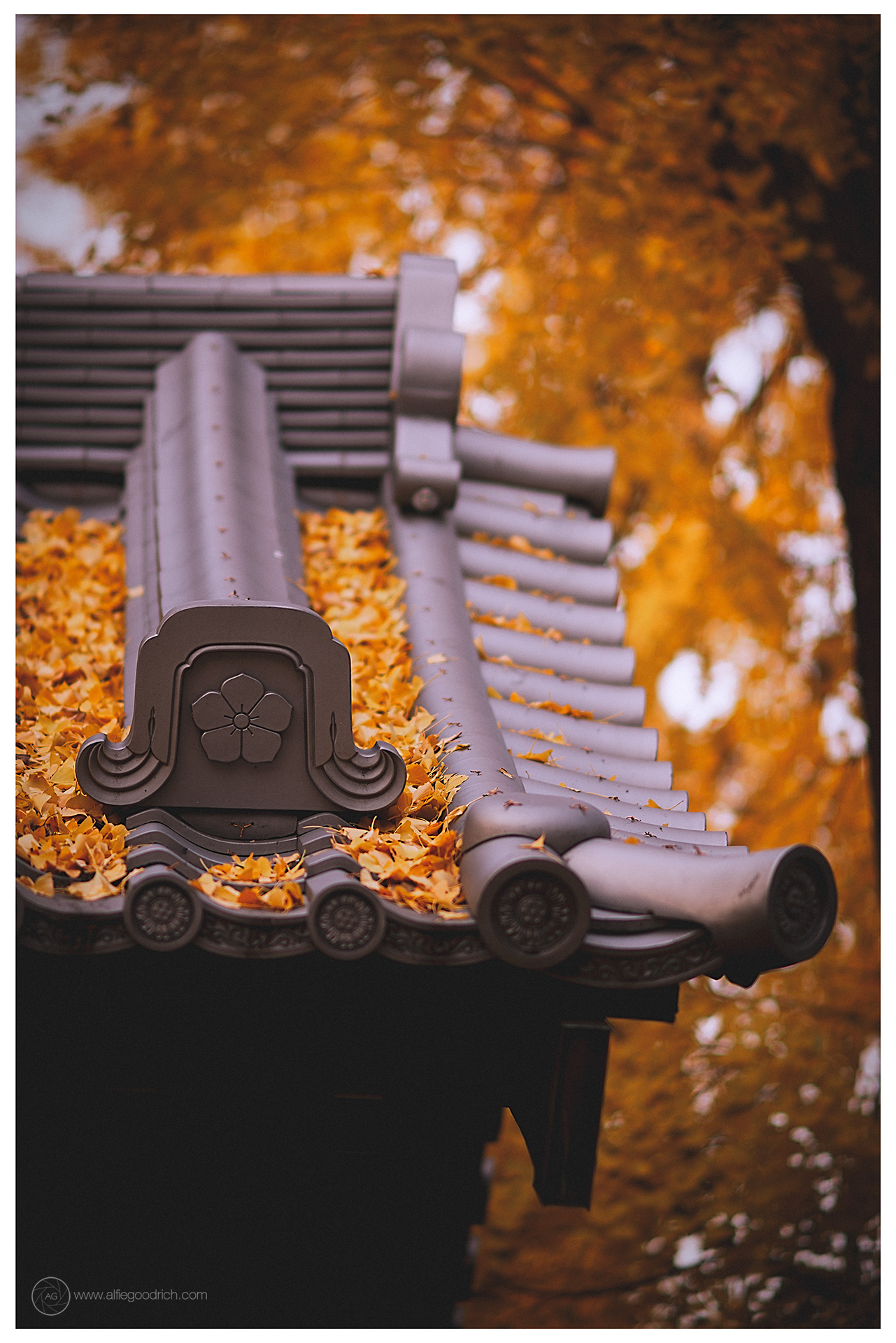 An afternoon in Todoroki, Tokyo's little patch of countryside | Japanorama