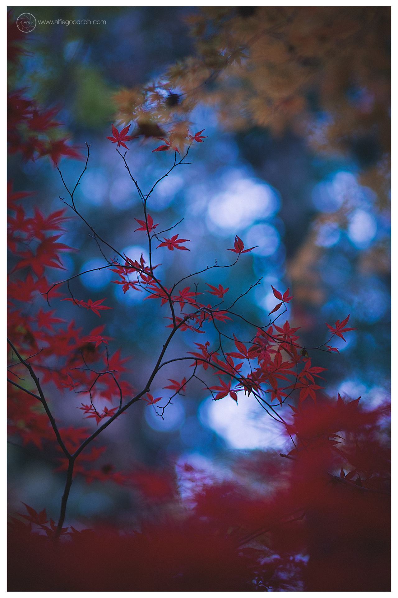 An afternoon in Todoroki, Tokyo's little patch of countryside | Japanorama