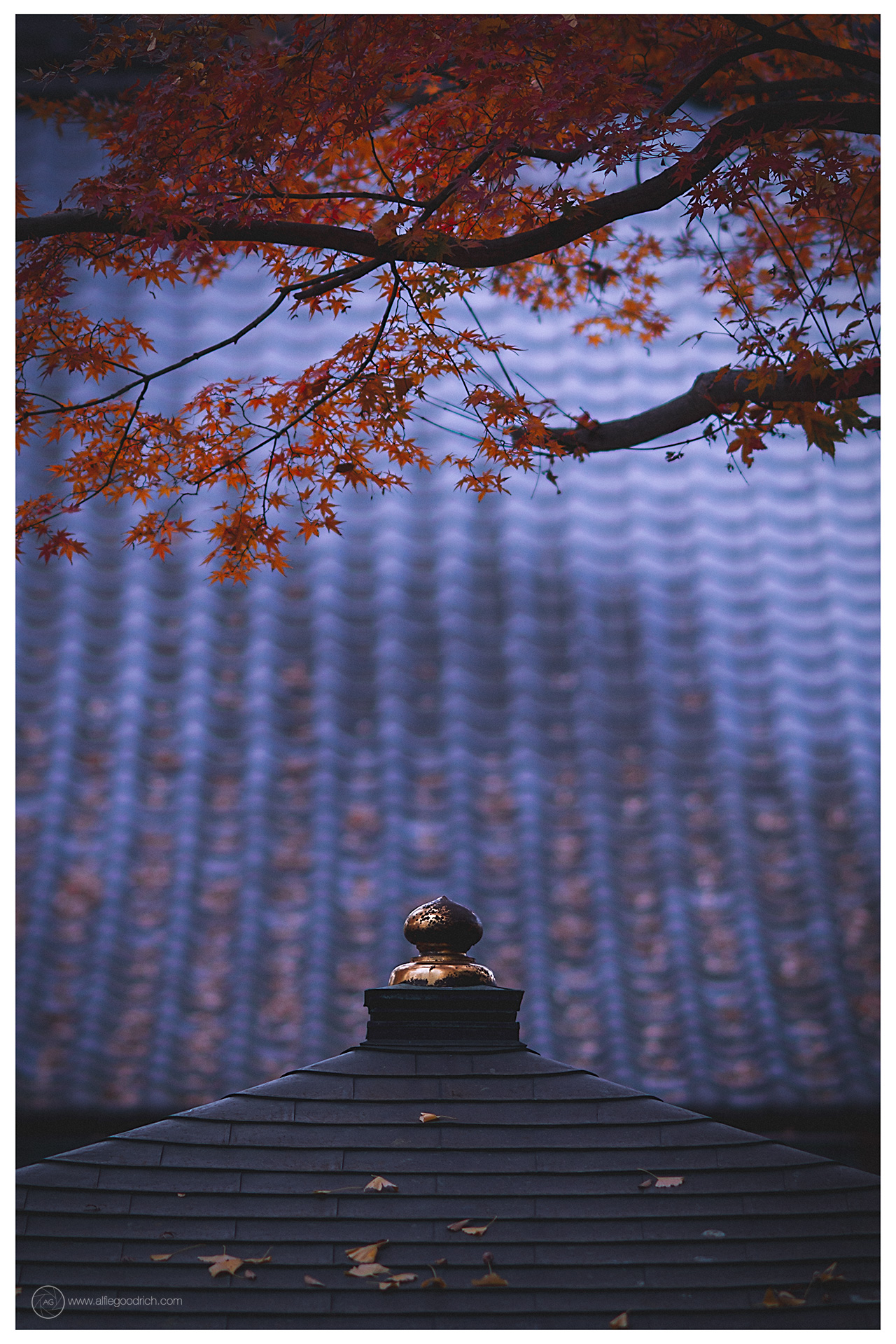 An afternoon in Todoroki, Tokyo's little patch of countryside | Japanorama