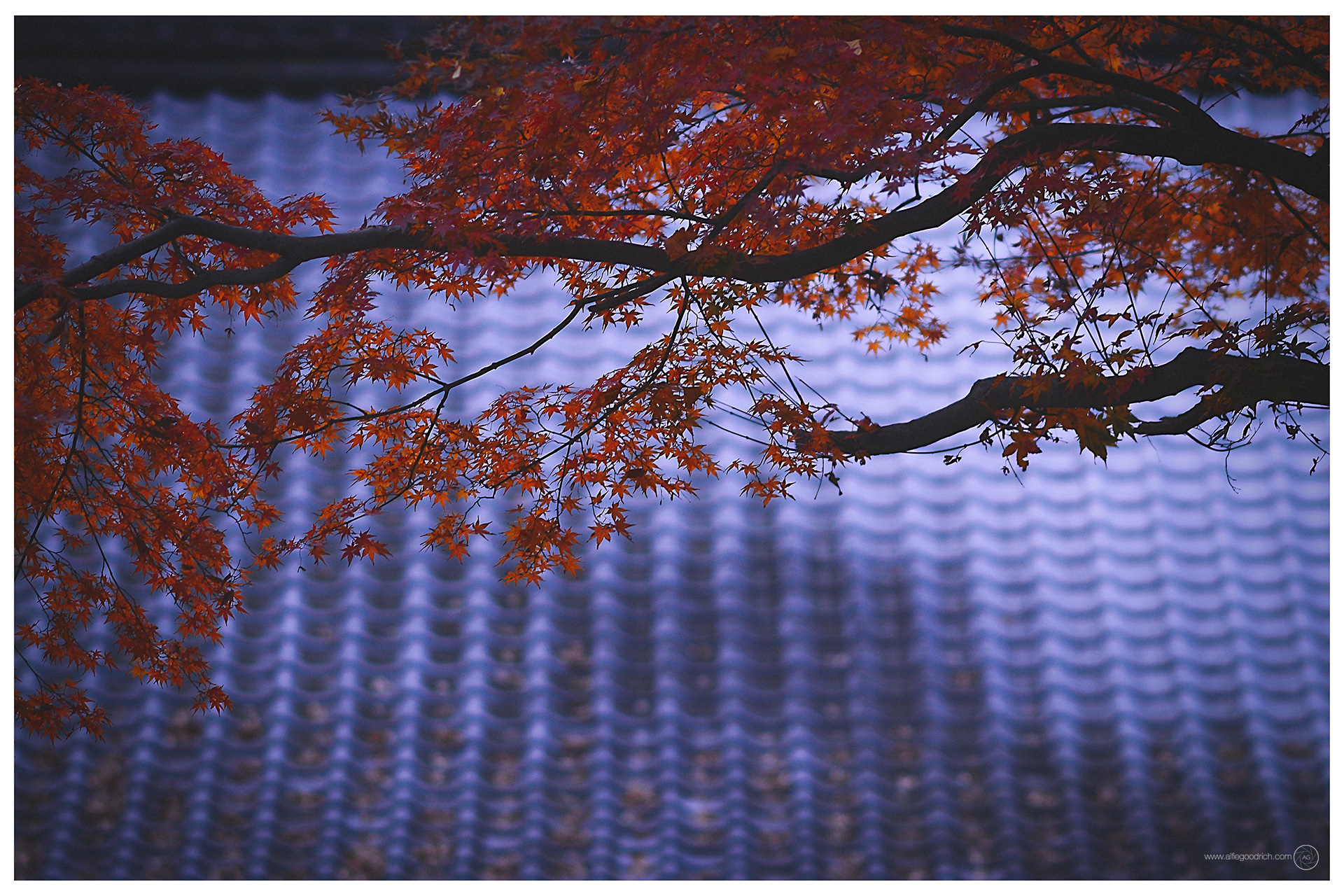 An afternoon in Todoroki, Tokyo's little patch of countryside | Japanorama