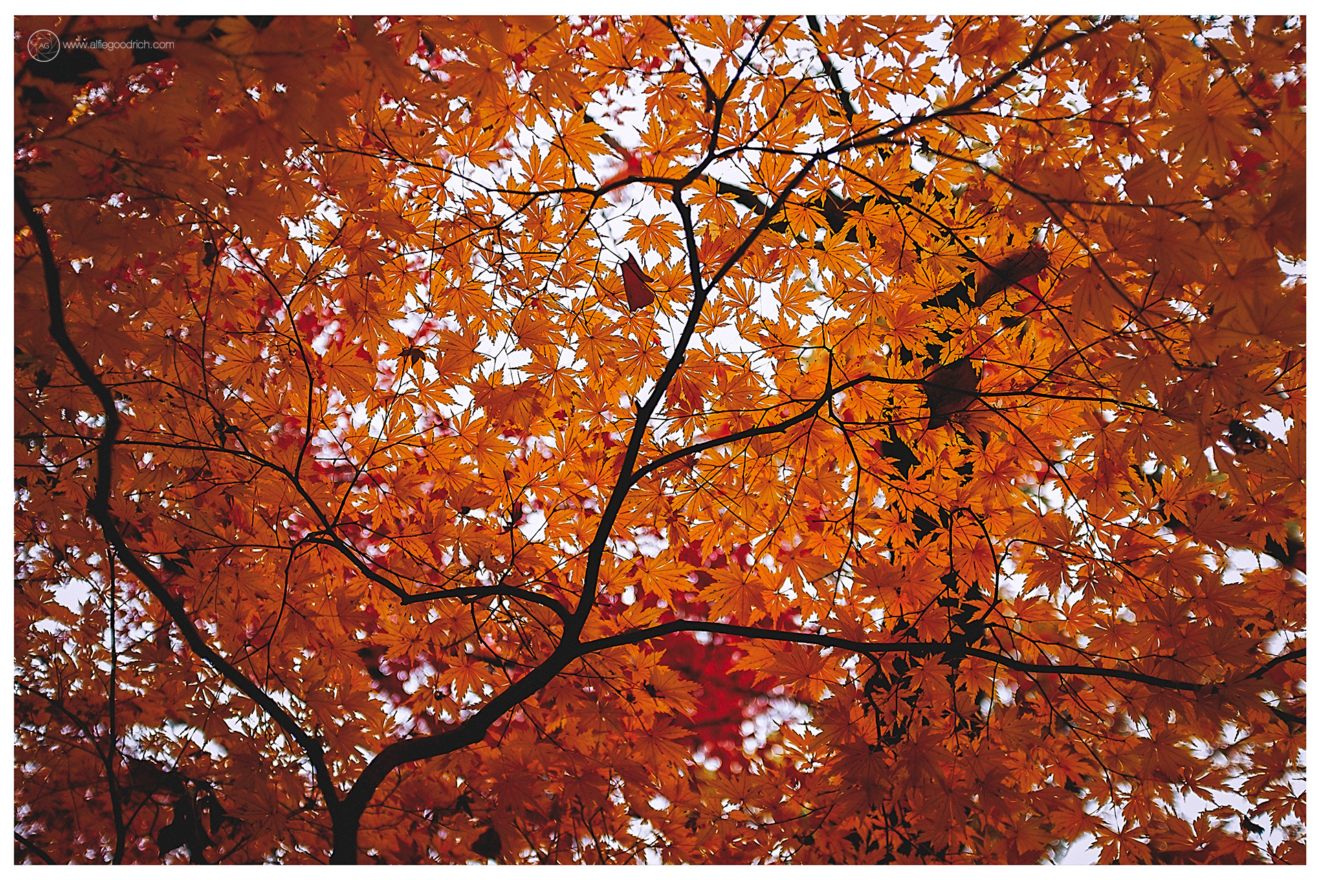 An afternoon in Todoroki, Tokyo's little patch of countryside | Japanorama