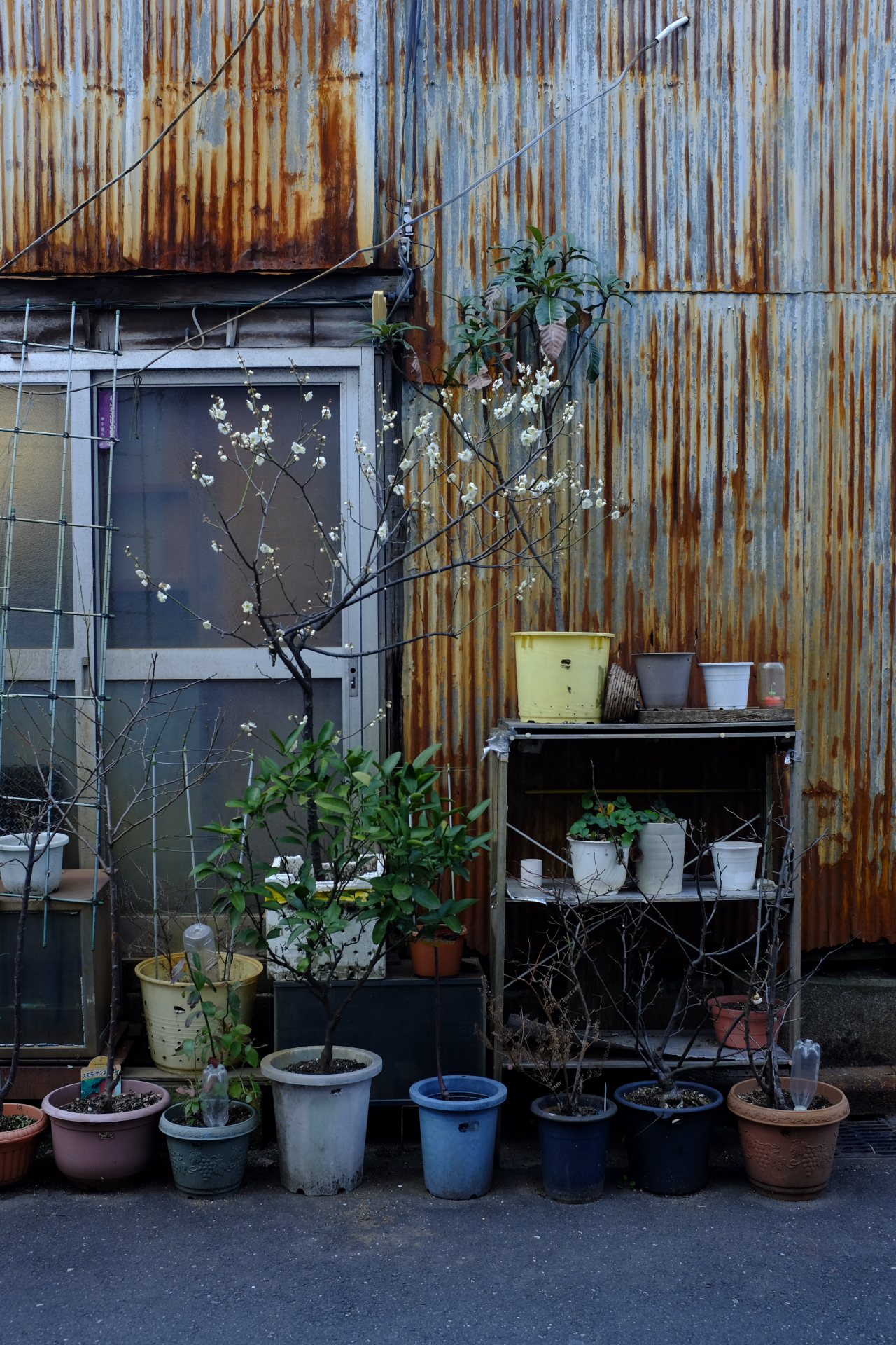 Walking Workshop: Kinshicho-Oshiage-Kuramae-Asakusabashi | Japanorama